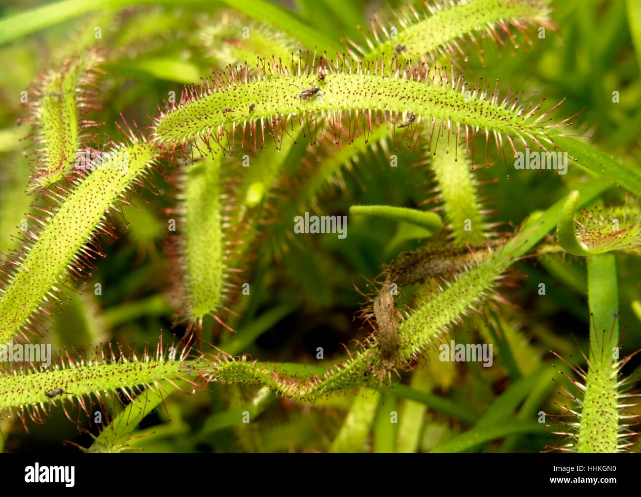carnivorous flypaper trap plant detail Stock Photo - Alamy