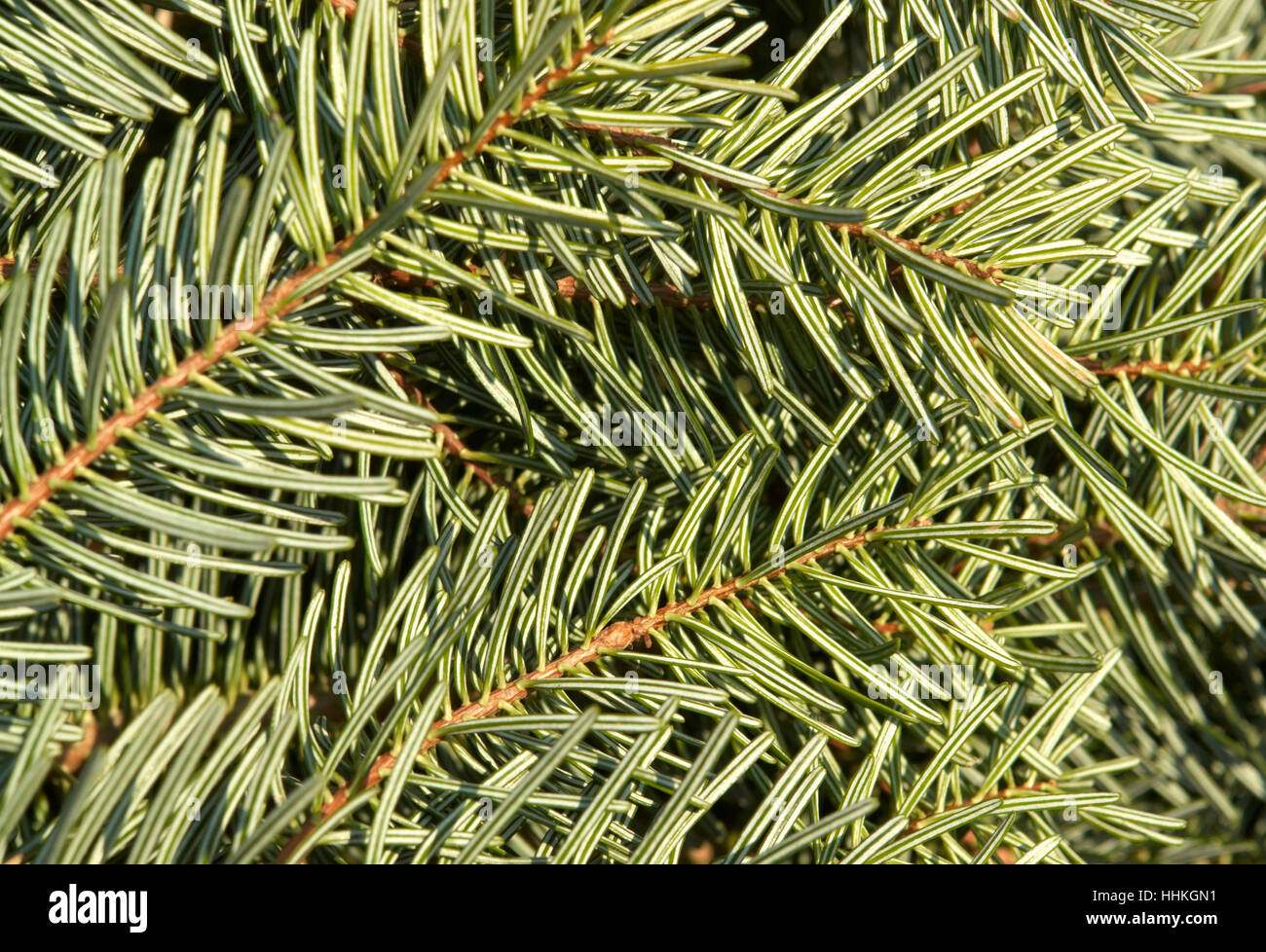fir needle background Stock Photo - Alamy