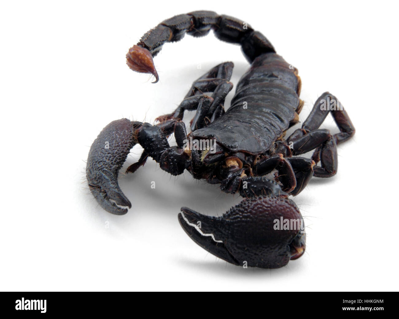 Scorpionida hi-res stock photography and images - Alamy
