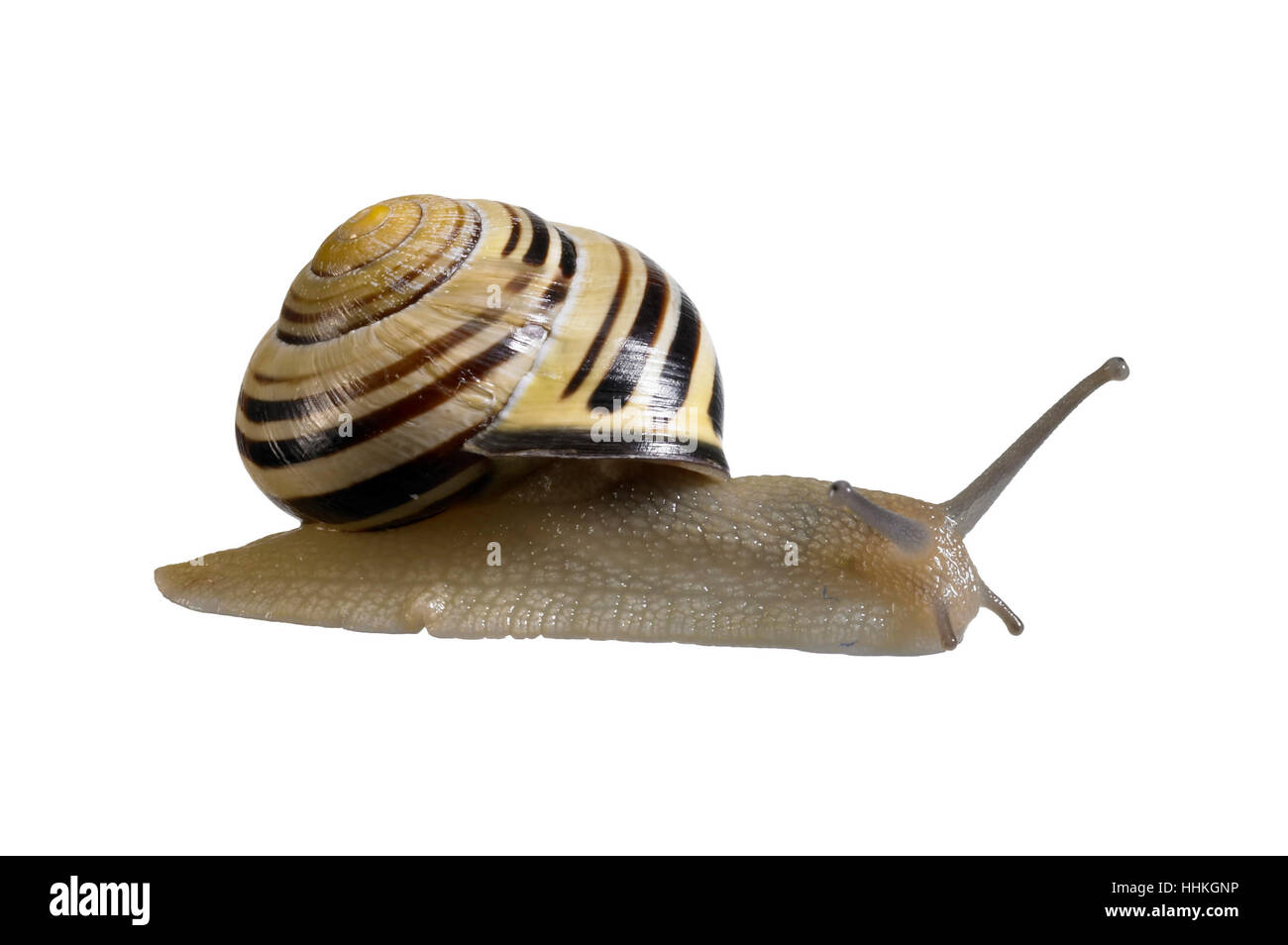 sideways studio photography of a creeping grove snail in white back ...