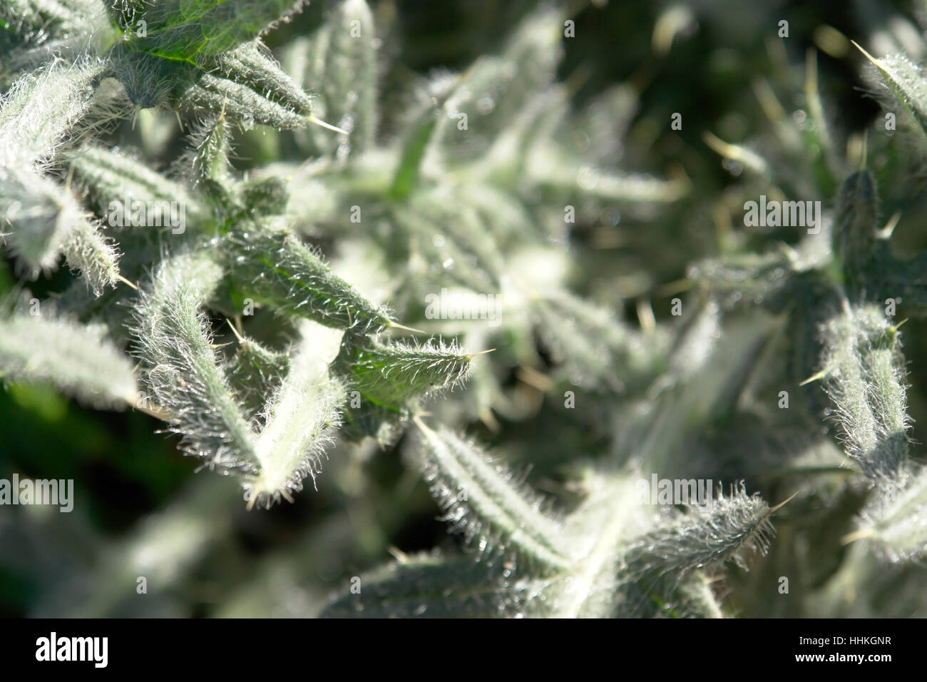 abstract background with green thistle leaves Stock Photo - Alamy