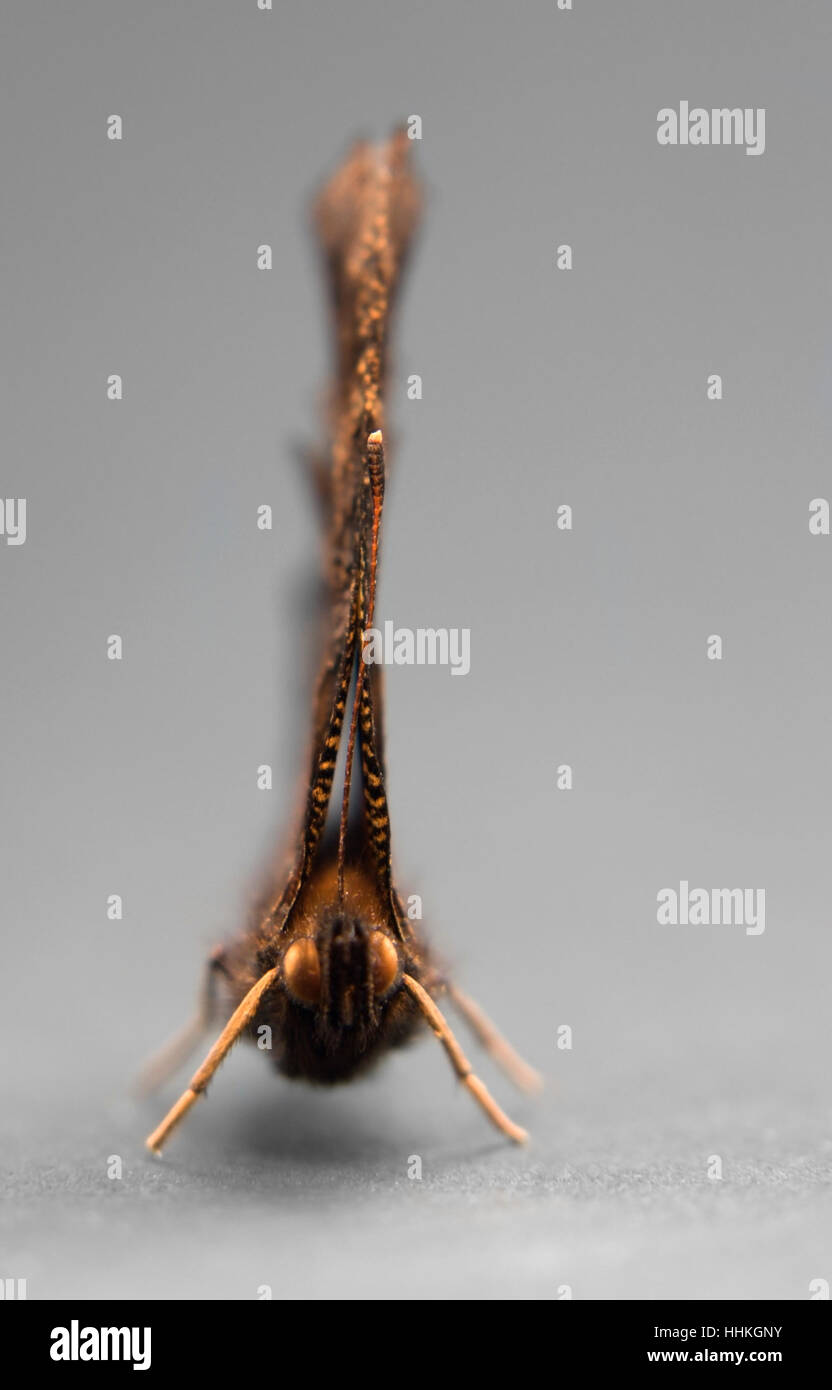 studio photography with frontal closeup of a butterfly in grey back ...