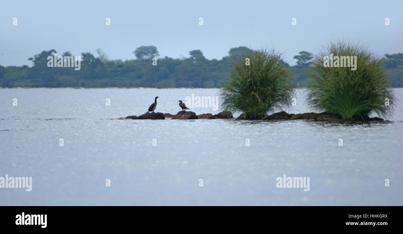 lake victoria near entebbe Stock Photo - Alamy