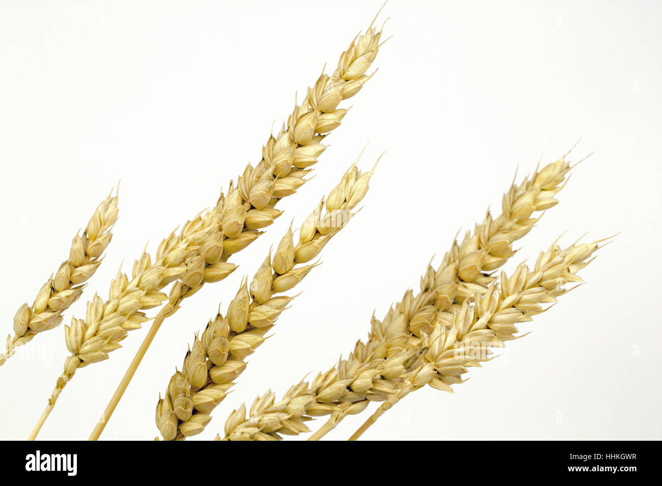 ears of wheat Stock Photo - Alamy