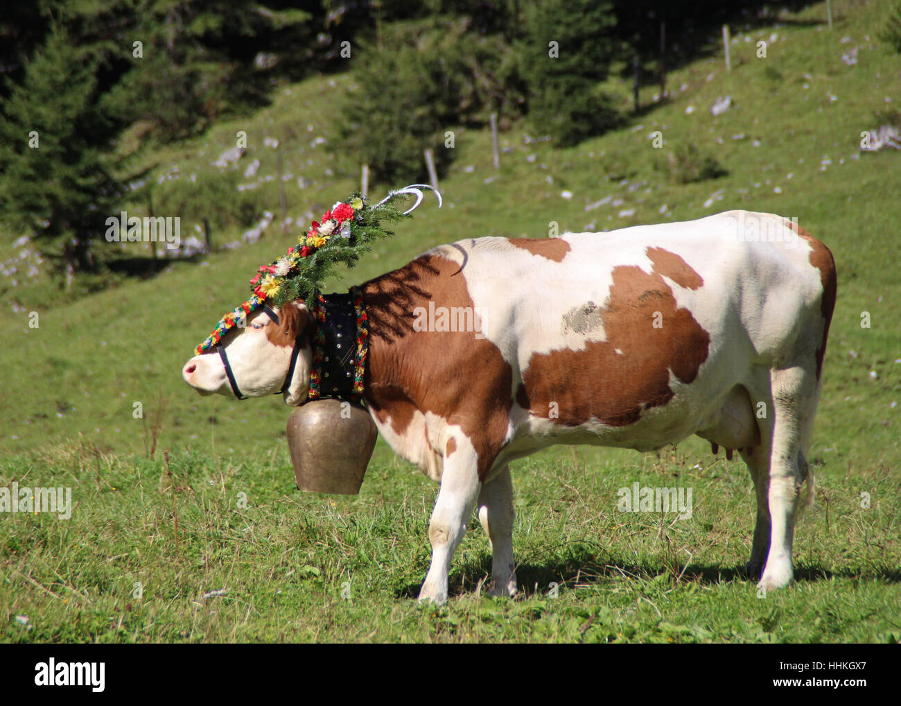 agriculture, farming, alps, alp, austrians, flower, flowers, plant ...