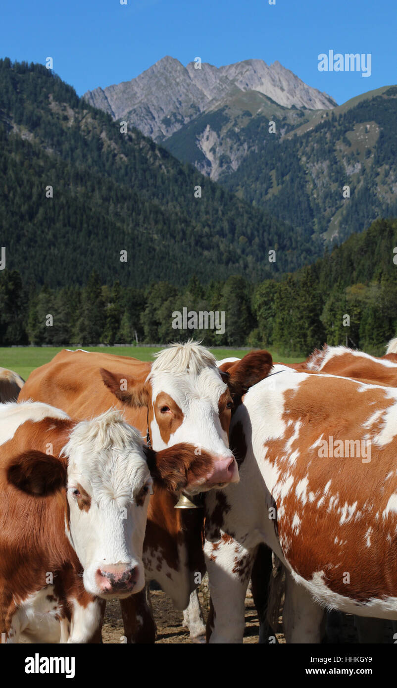 agriculture, farming, alps, alp, austrians, flower, flowers, plant ...