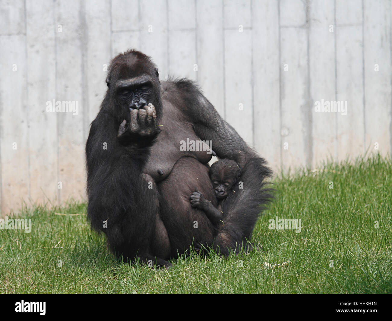 apes, gorilla, young animal, primates, relaxation, animal, mammal ...