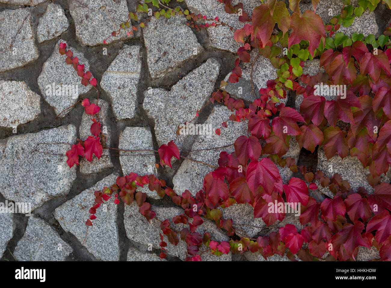 leaf, stone, leaves, mood, autumnal atmosphere, dyer, staint, pigment ...