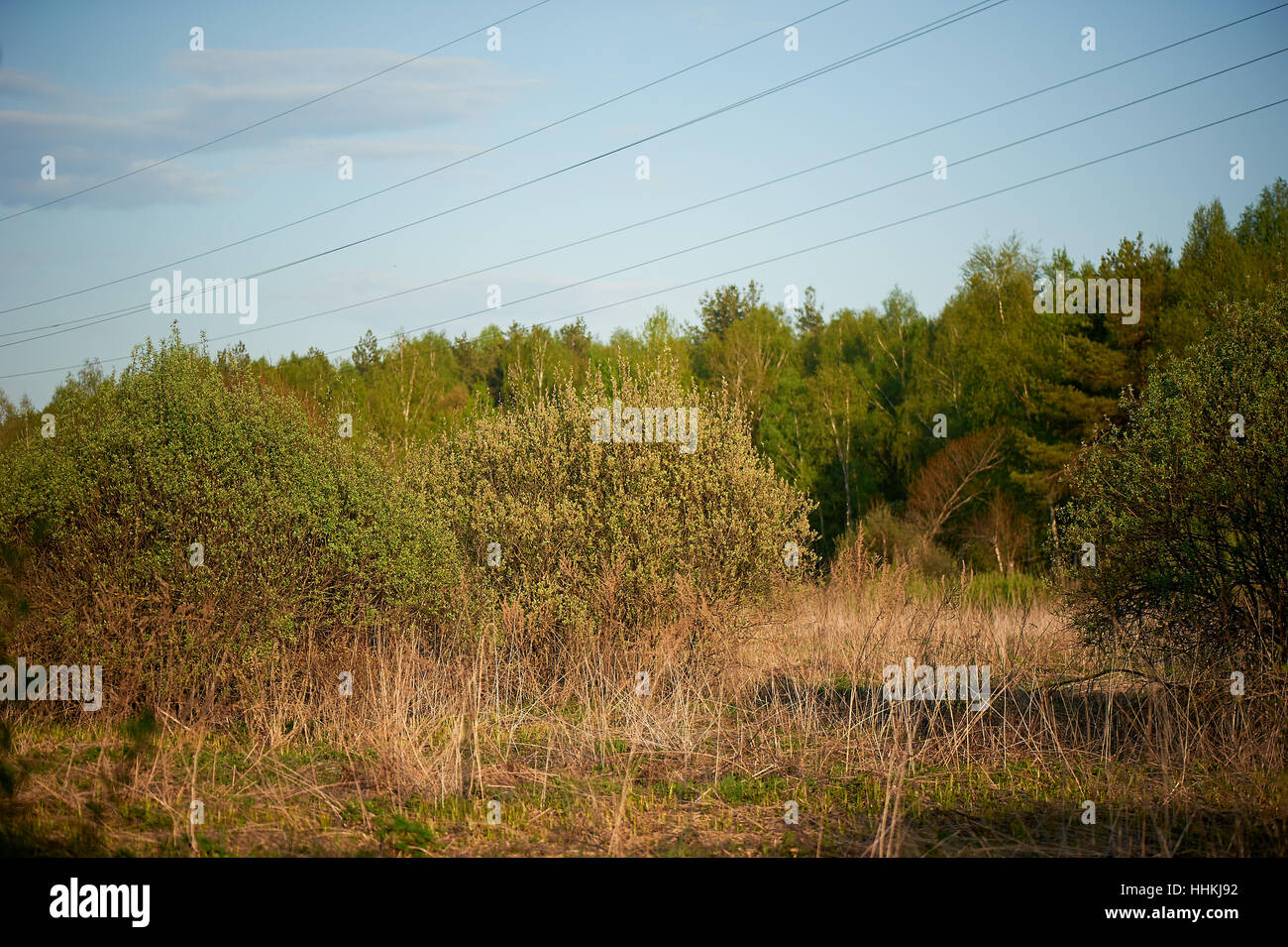 Single sprout of spruce in the autumn field. forest and steppe in ...