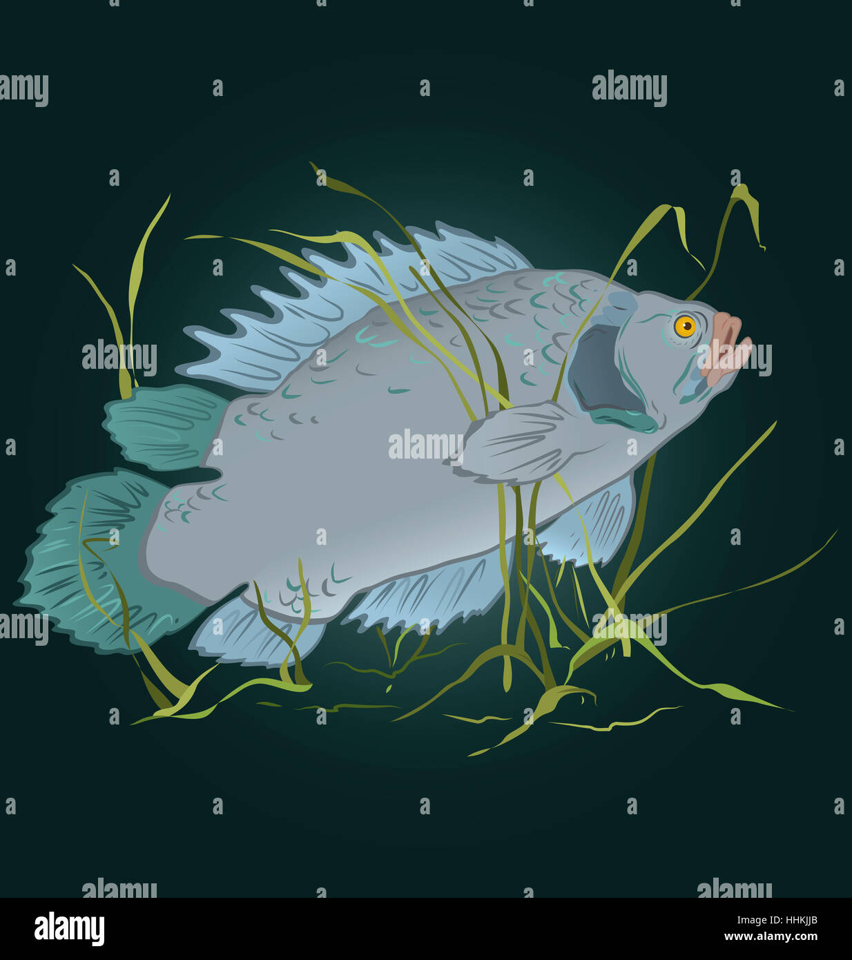 Vector illustration of gray fish swimming in seaweed Stock Photo - Alamy