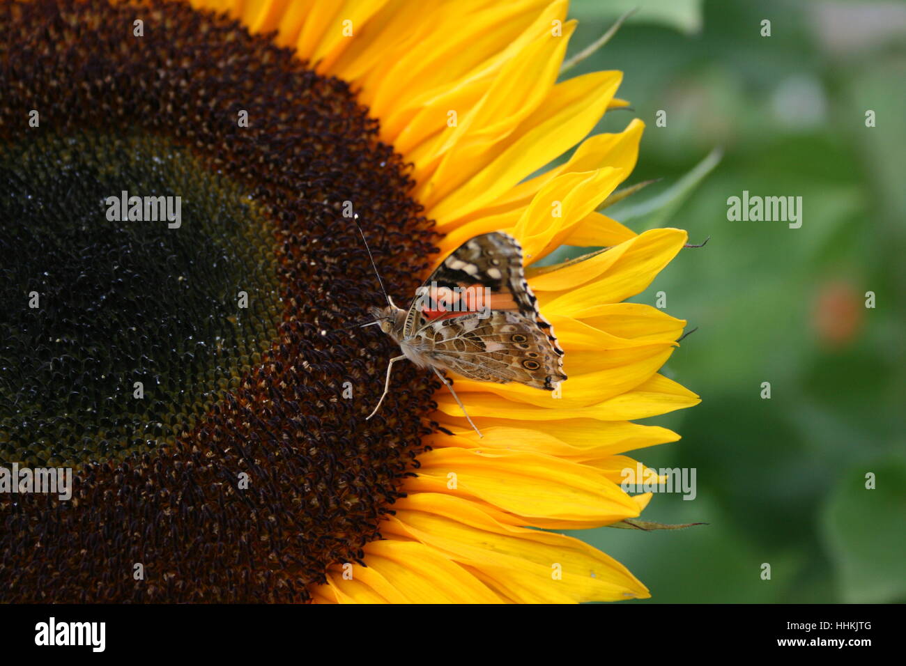 insect, flower, plant, bloom, blossom, flourish, flourishing, butterfly ...