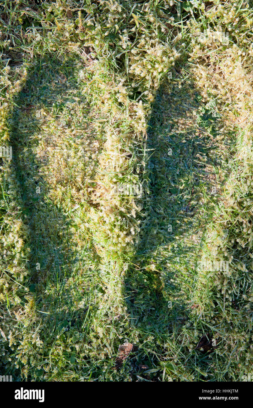 Grass footprints hi-res stock photography and images - Alamy