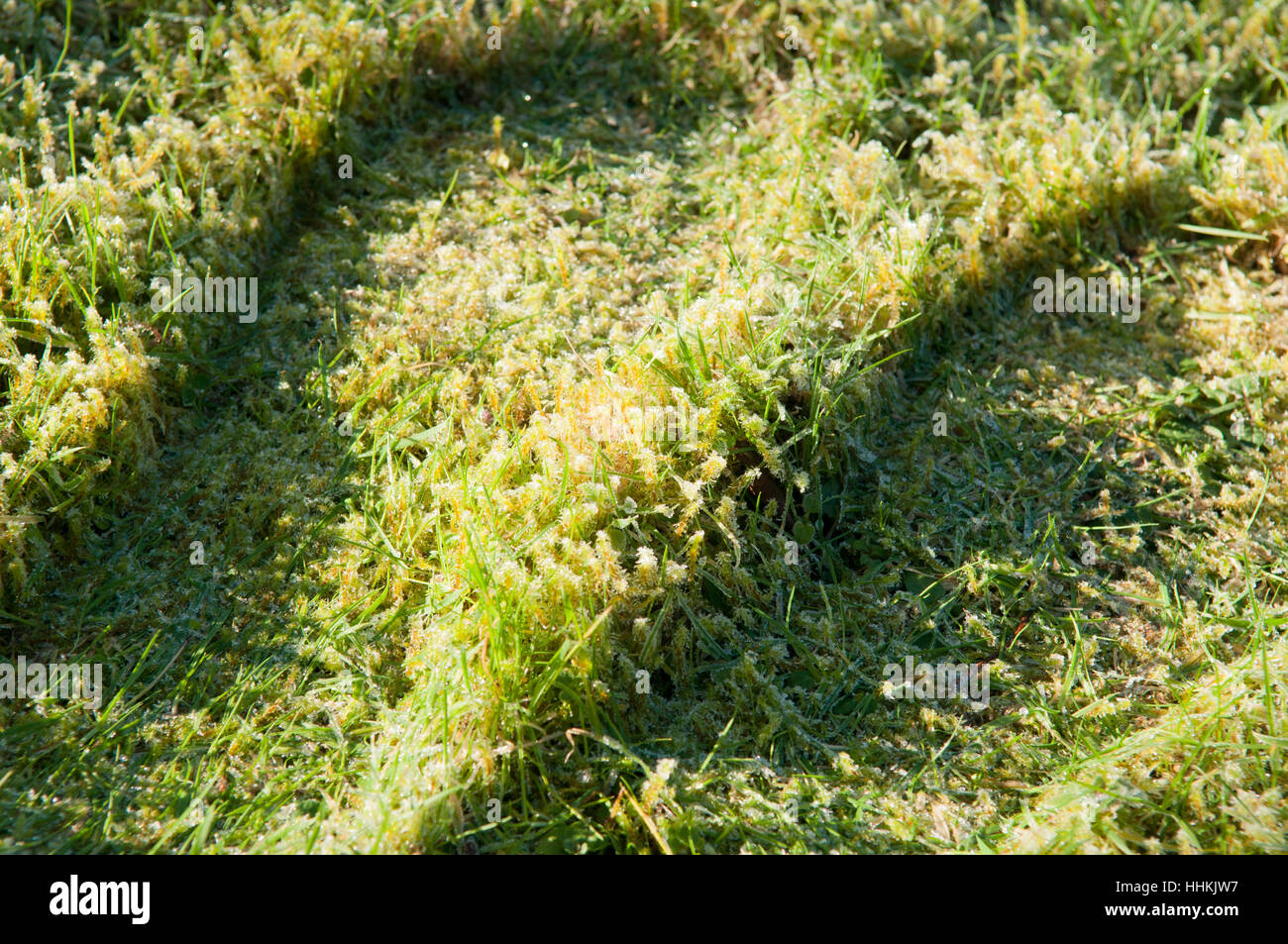 Footprints on frozen winter lawn in cold weather Stock Photo - Alamy