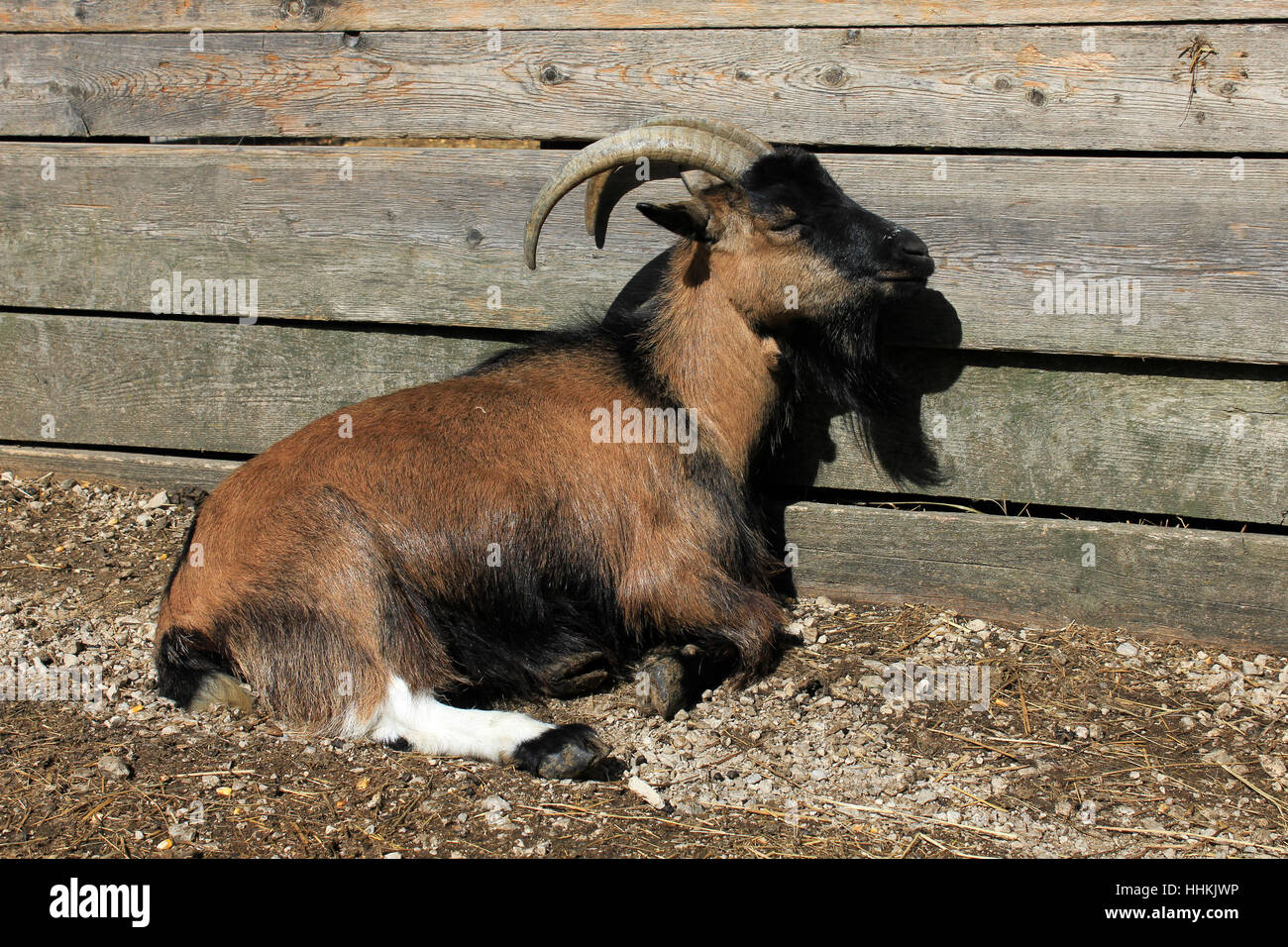 mountains, mammal, wild, austrians, goat, goats, quadruped, europe ...
