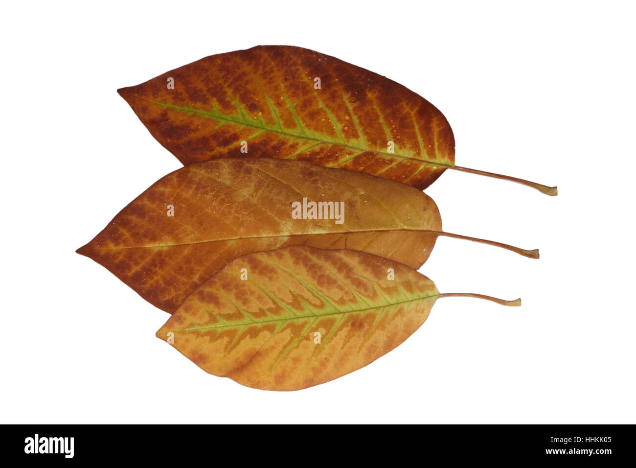 Dark leaves backdrop Cut Out Stock Images & Pictures - Alamy