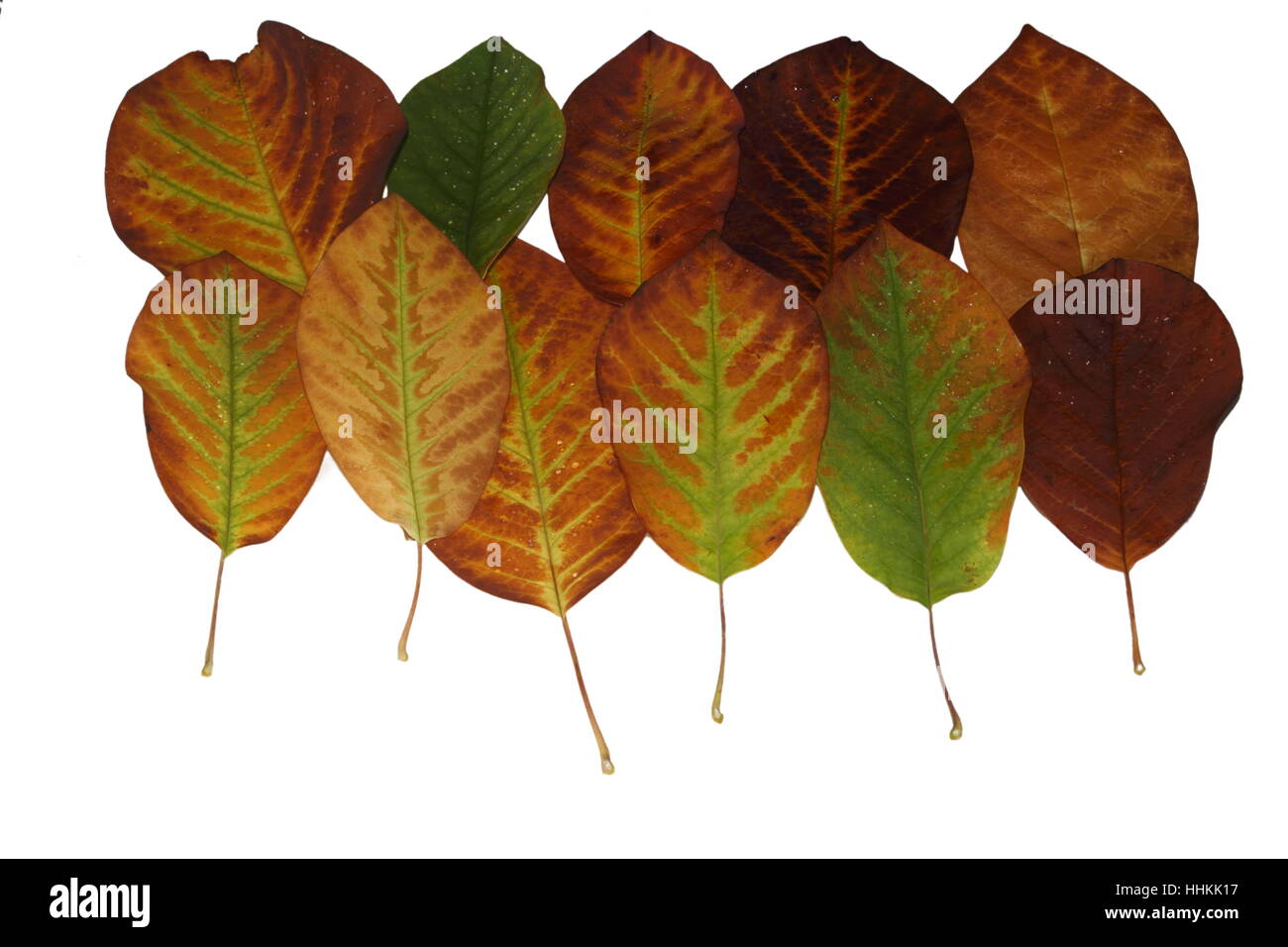 Dark leaves backdrop Cut Out Stock Images & Pictures - Alamy
