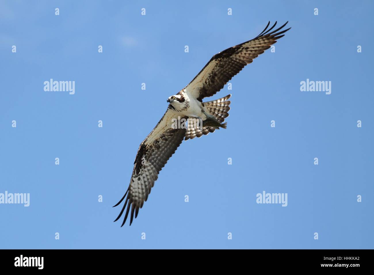 flight, animal, bird, wild, birds, wing, raptor, birds of prey ...