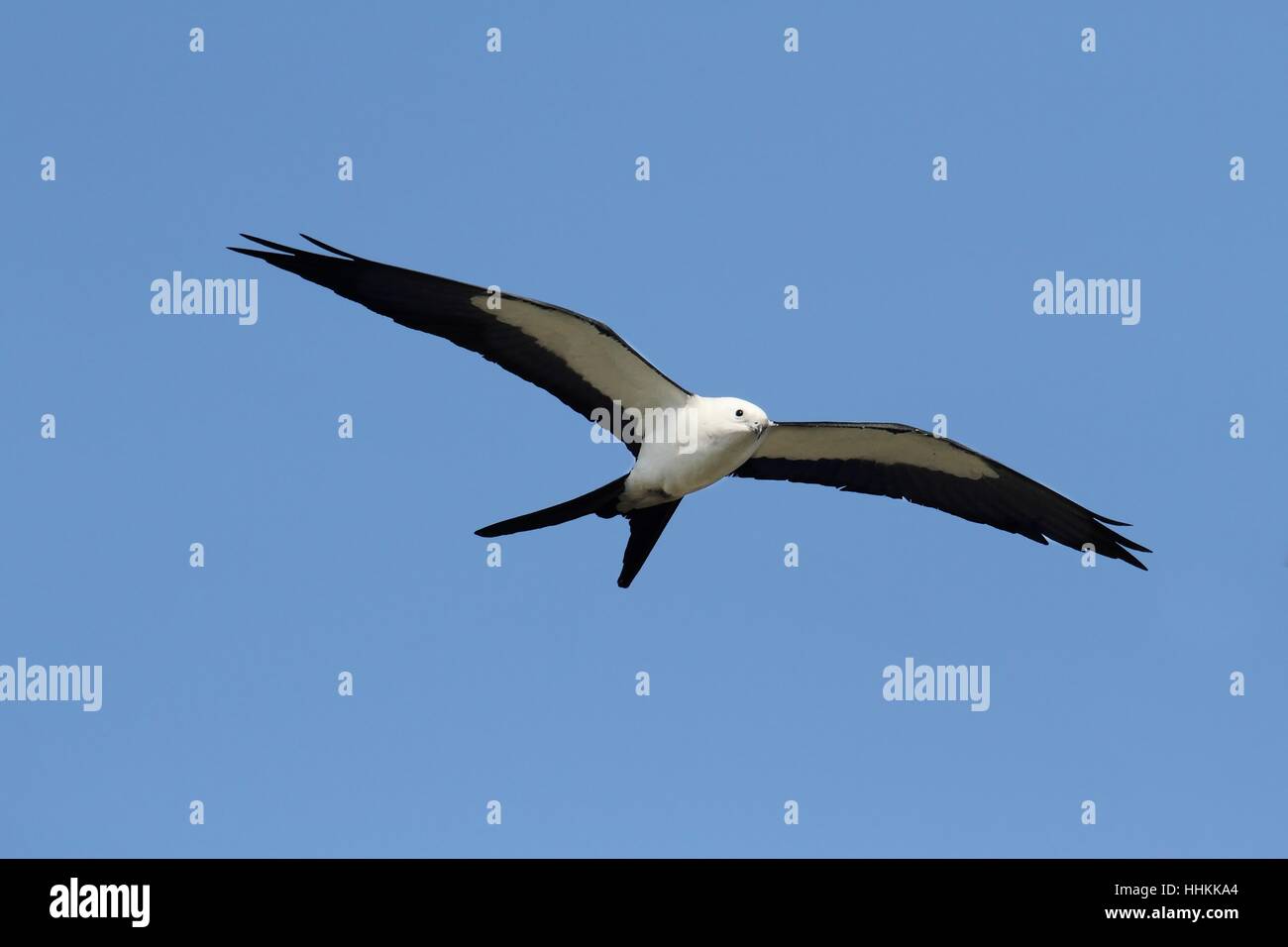 blue, animal, bird, fauna, wild, birds, wing, raptor, birds of prey ...