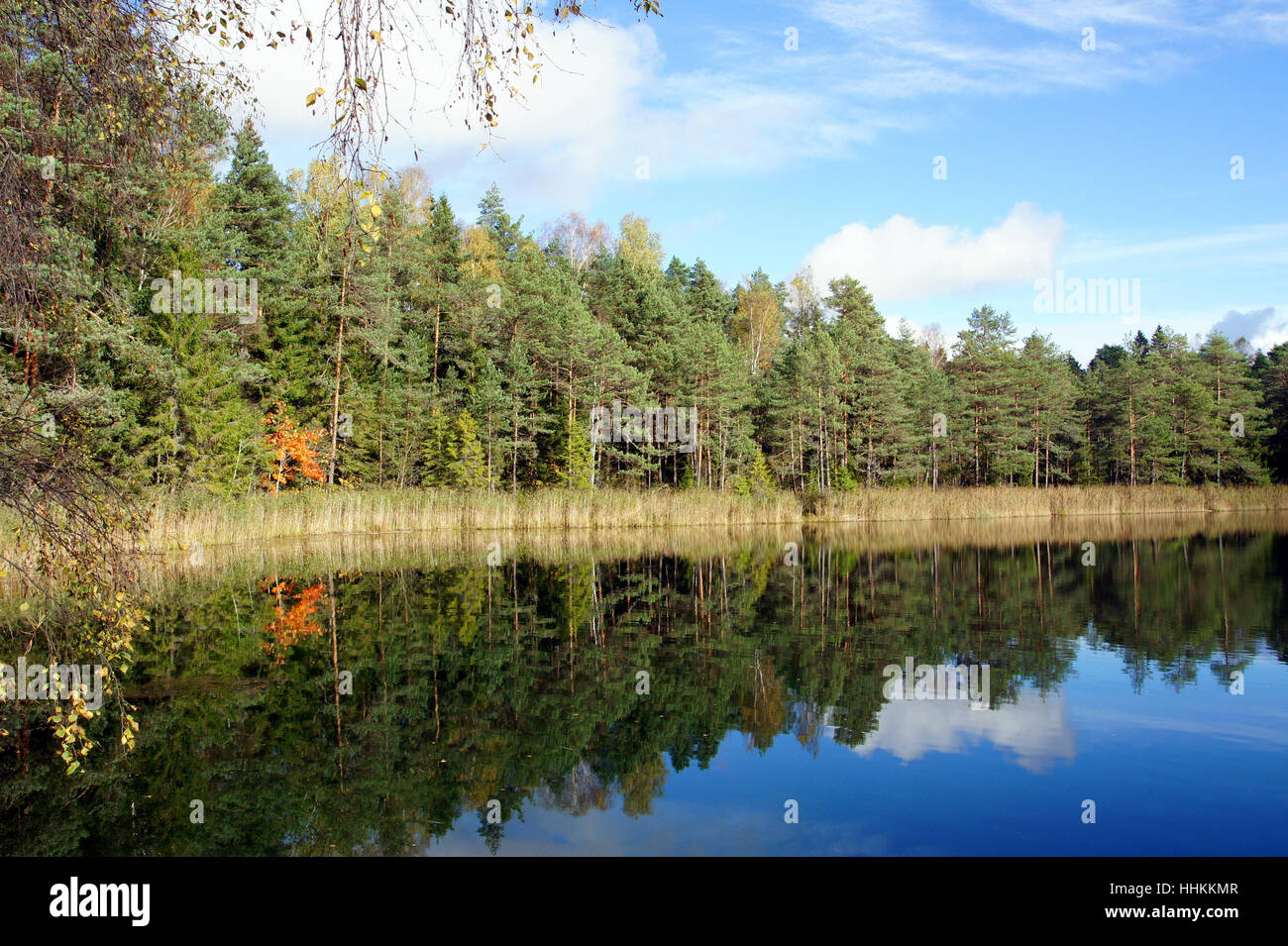 blue, environment, enviroment, tree, heaven, paradise, cloud ...