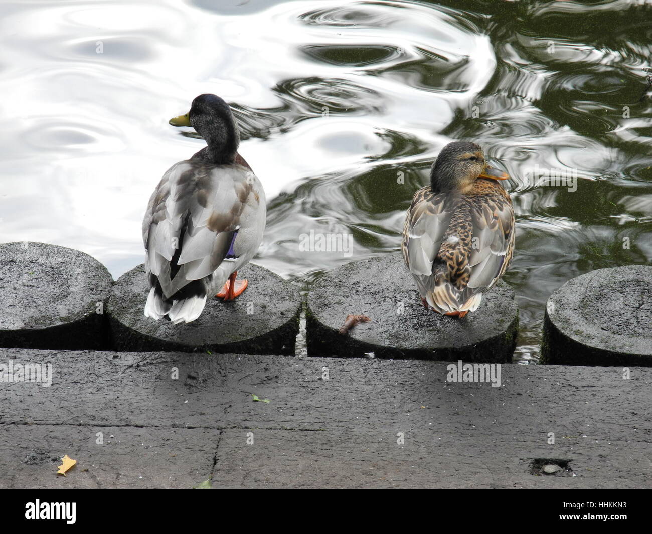friendship, bird, duck, love, in love, fell in love, couple, pair ...