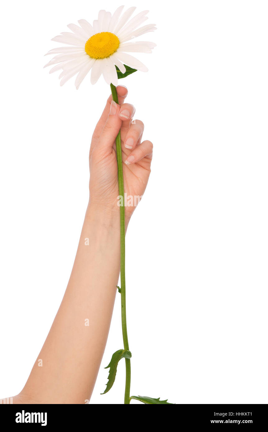 hand, female, flower, plant, bloom, blossom, flourish, flourishing ...