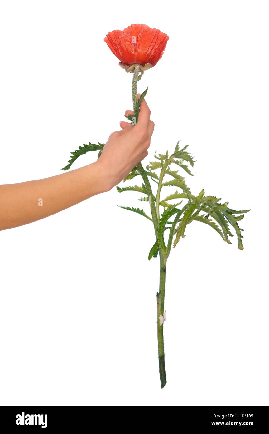 hand, female, flower, plant, bloom, blossom, flourish, flourishing ...