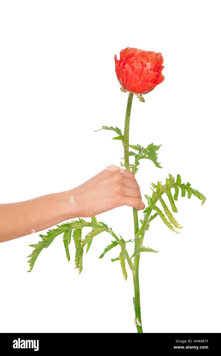 hand, female, flower, plant, bloom, blossom, flourish, flourishing ...