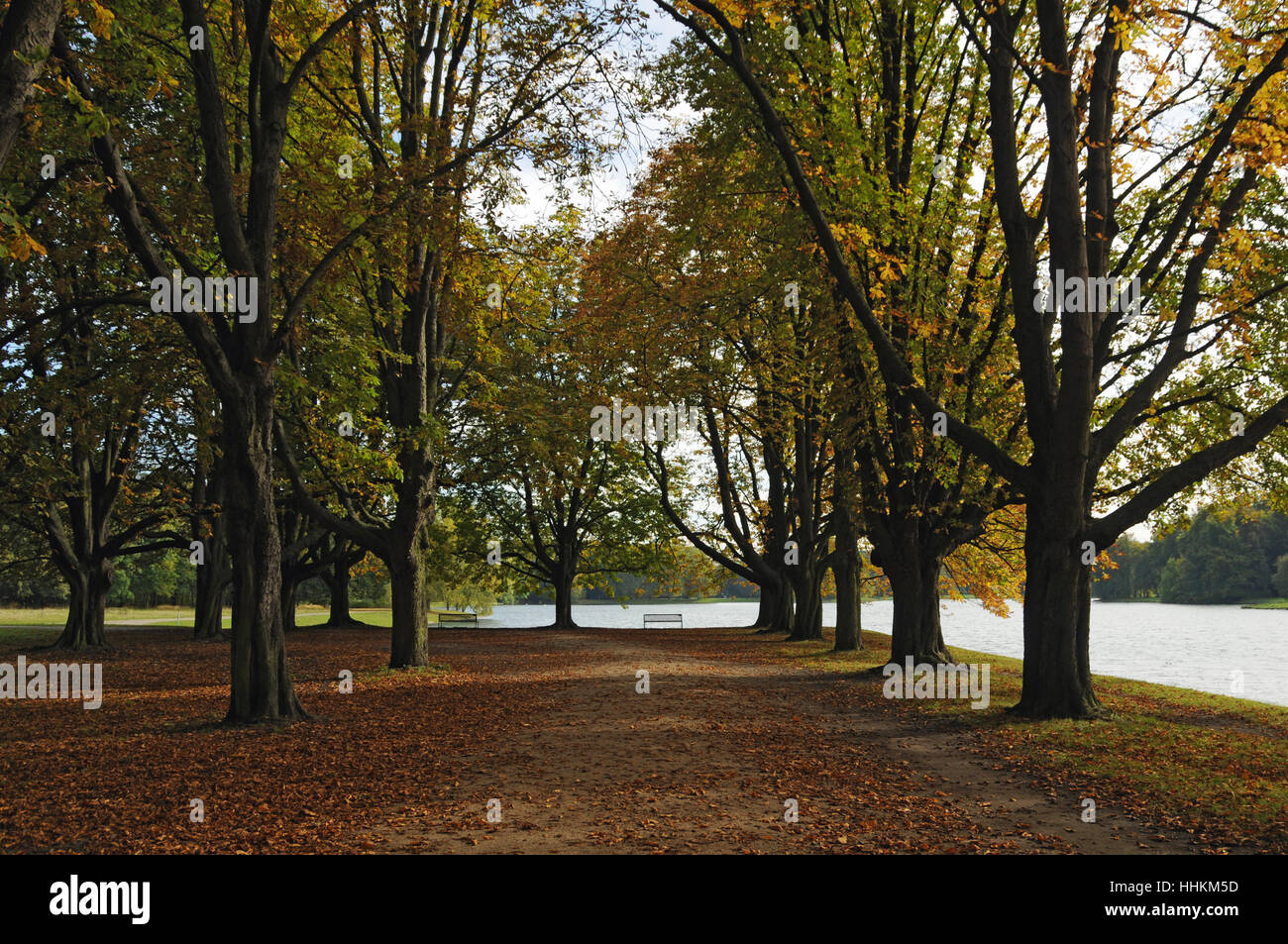 cologne, season, forest, nature, chestnut, fall, autumn, leaf, colour ...