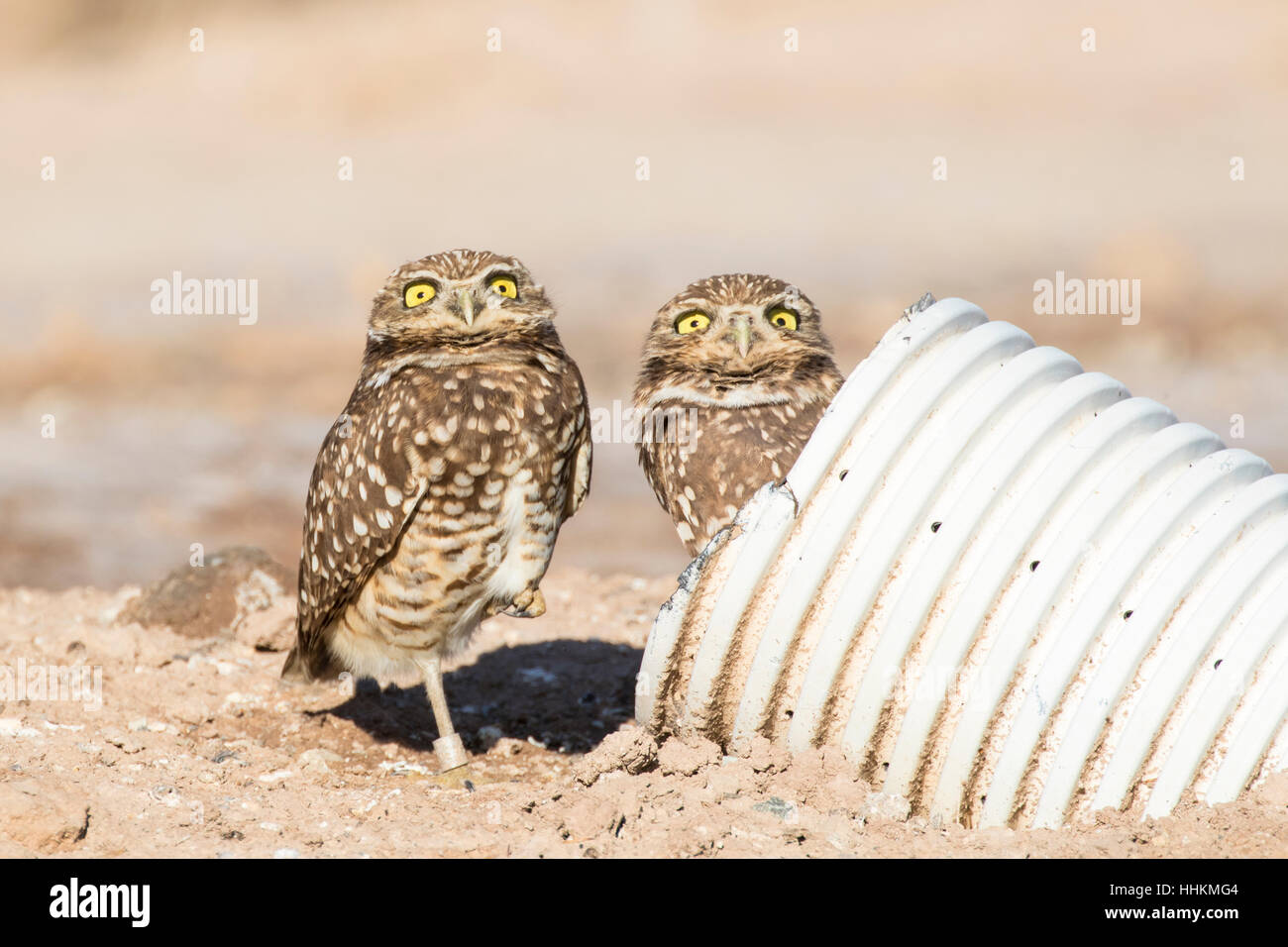 Bird burrowing owl at Salton Sea nature preserve in California desert ...