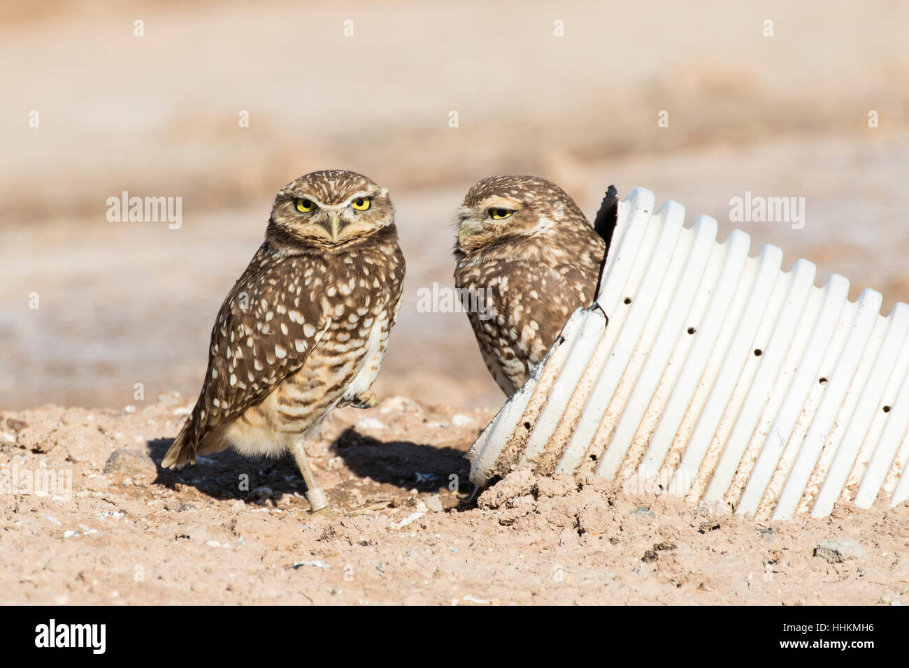 Birds burrowing owl at Salton Sea nature preserve in California desert ...
