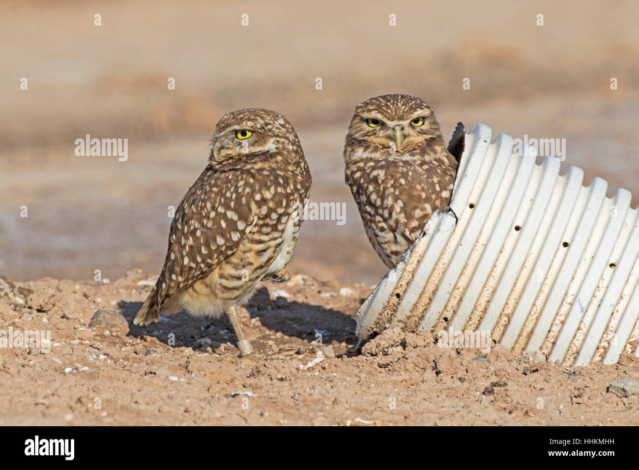 Birds burrowing owl at Salton Sea nature preserve in California desert ...