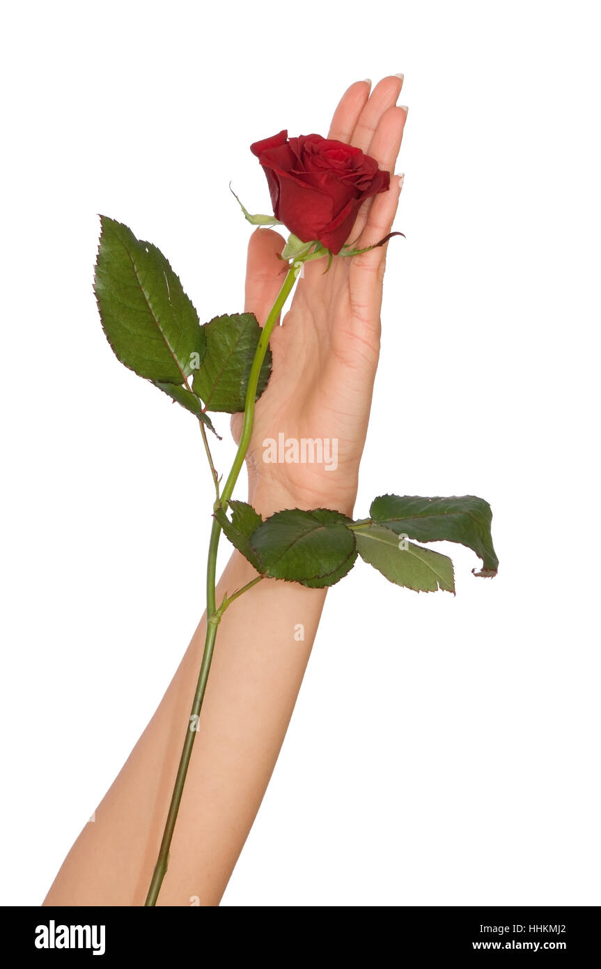 hand, female, flower, plant, rose, bloom, blossom, flourish ...
