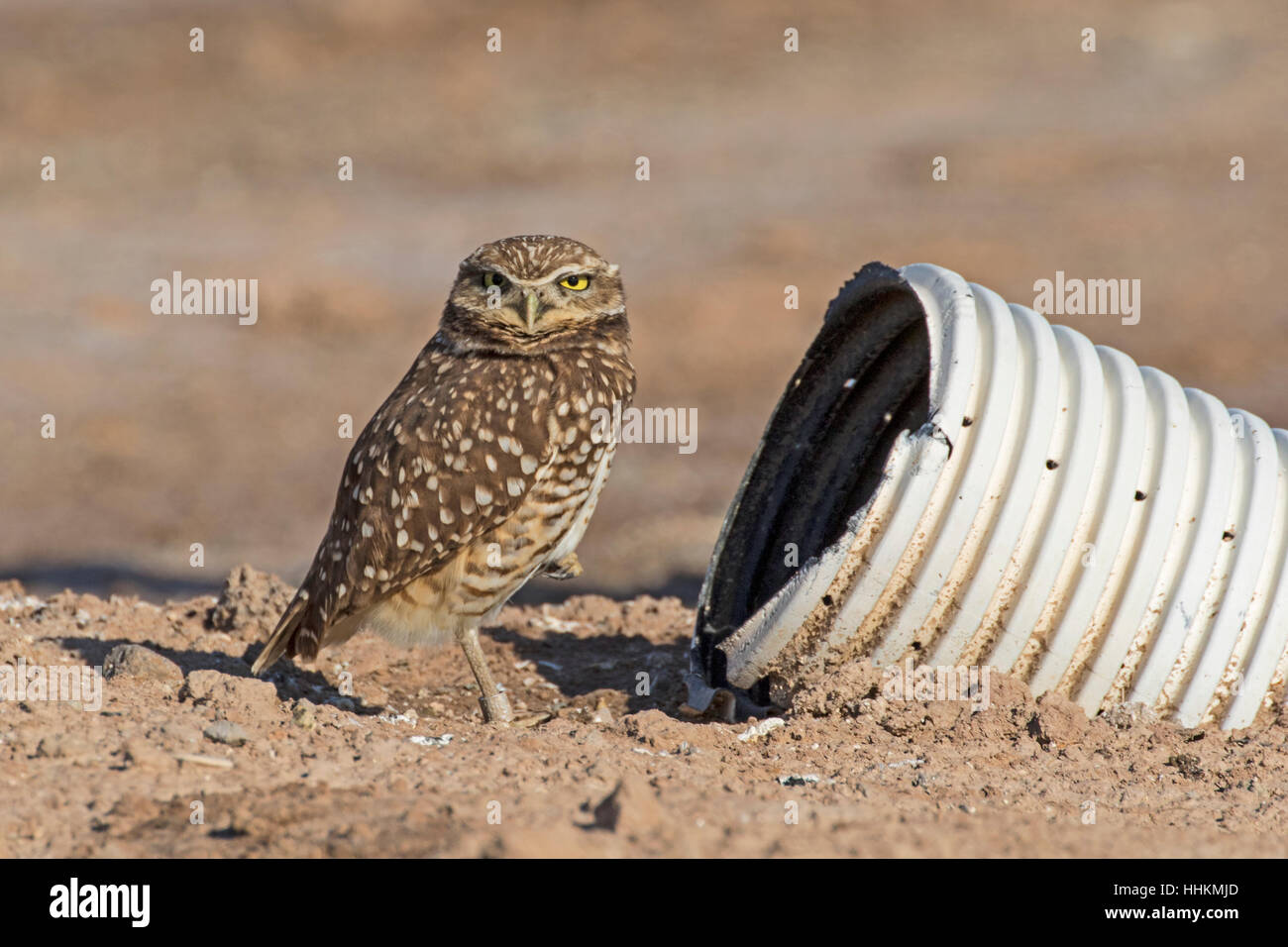 Bird burrowing owl at Salton Sea nature preserve in California desert ...