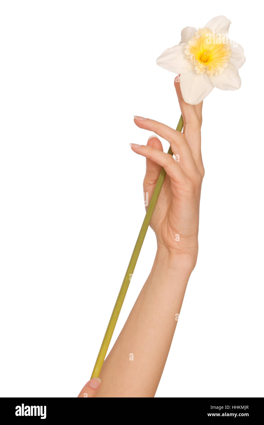 hand, female, flower, plant, bloom, blossom, flourish, flourishing ...