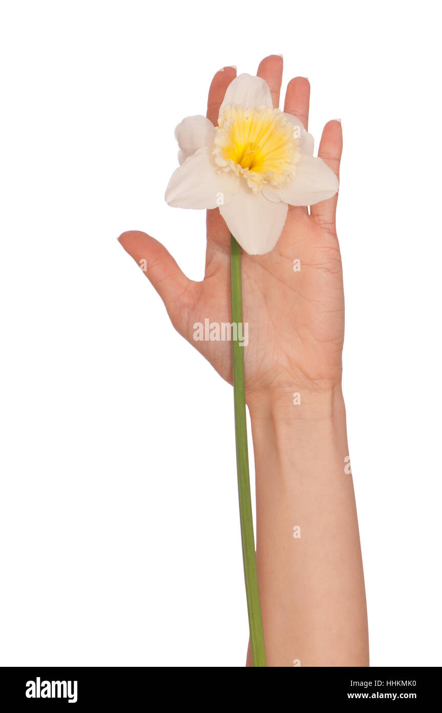 hand, female, flower, plant, bloom, blossom, flourish, flourishing ...