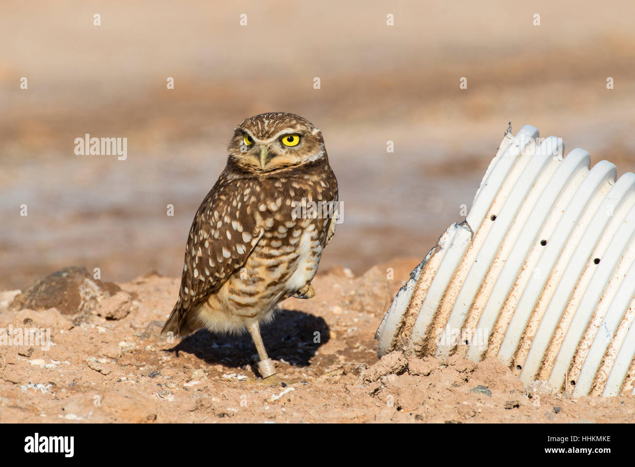 Bird burrowing owl at Salton Sea nature preserve in California desert ...