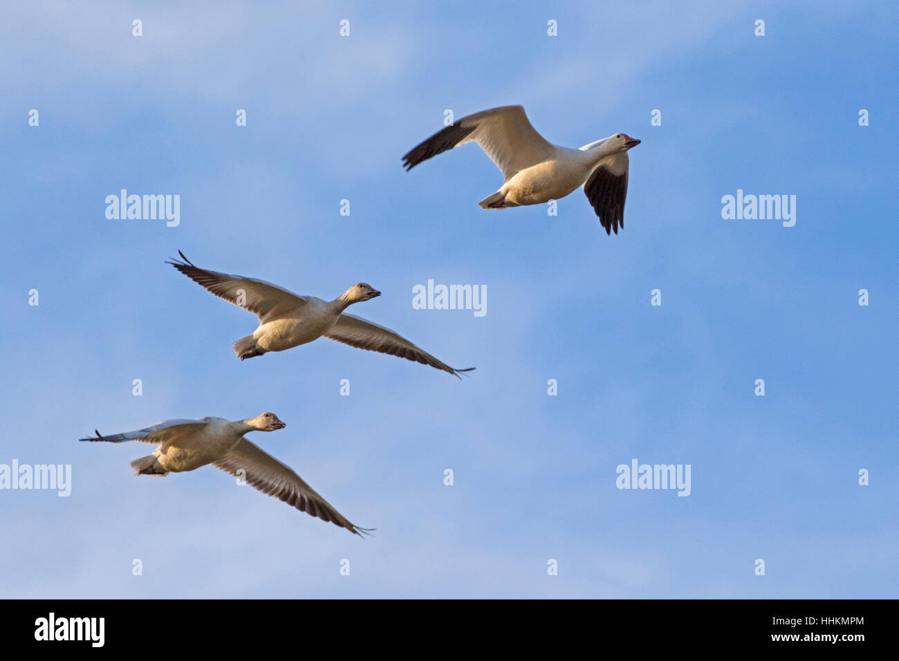 Bird snow geese flying at Salton Sea in California desert Stock Photo ...