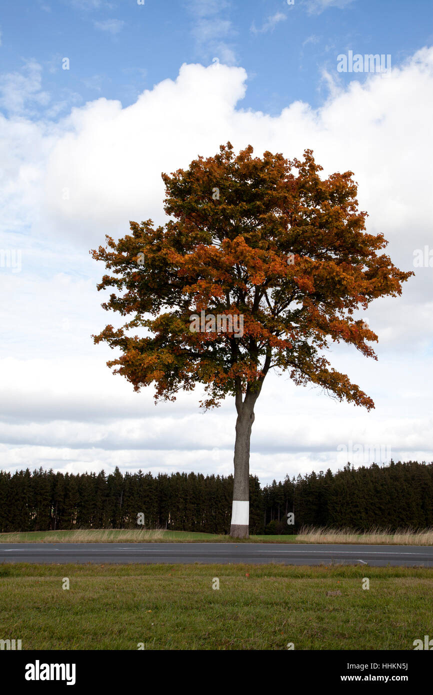 leaf, tree, leaves, maple, leaf, tree, wood, leaves, coloured ...