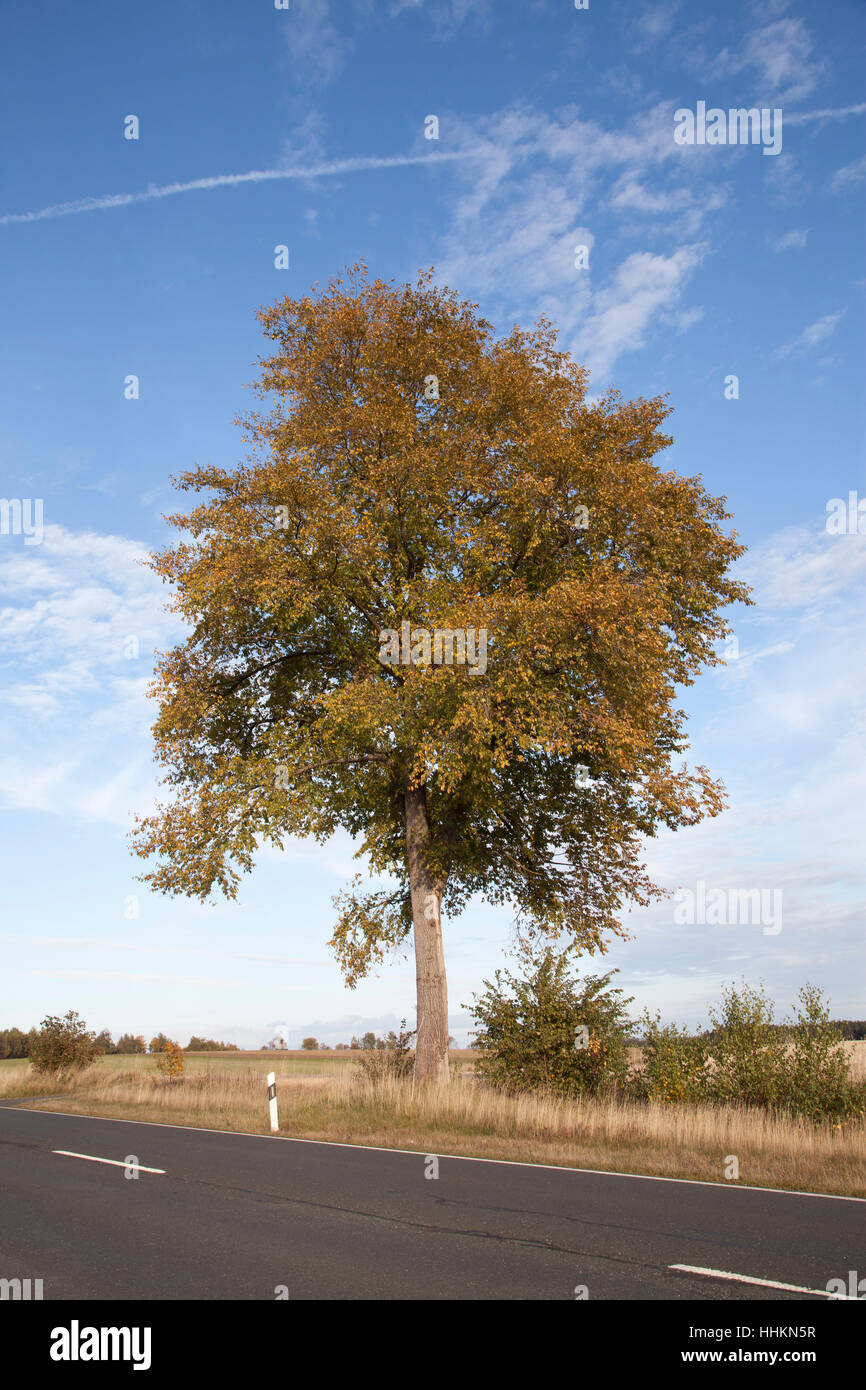 tree, beech, beech tree, street, road, scenery, countryside, nature ...