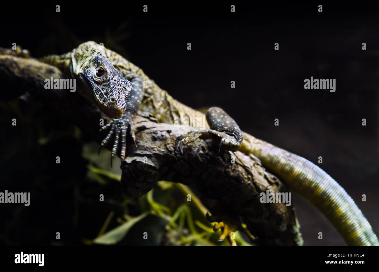 Powerful lizards hi-res stock photography and images - Alamy