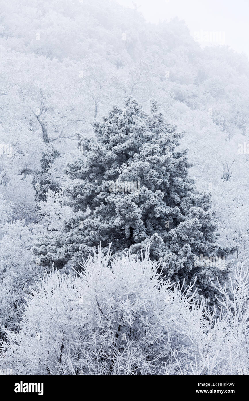 Frozen forest on a cloudy, cold day in Hungary Stock Photo - Alamy