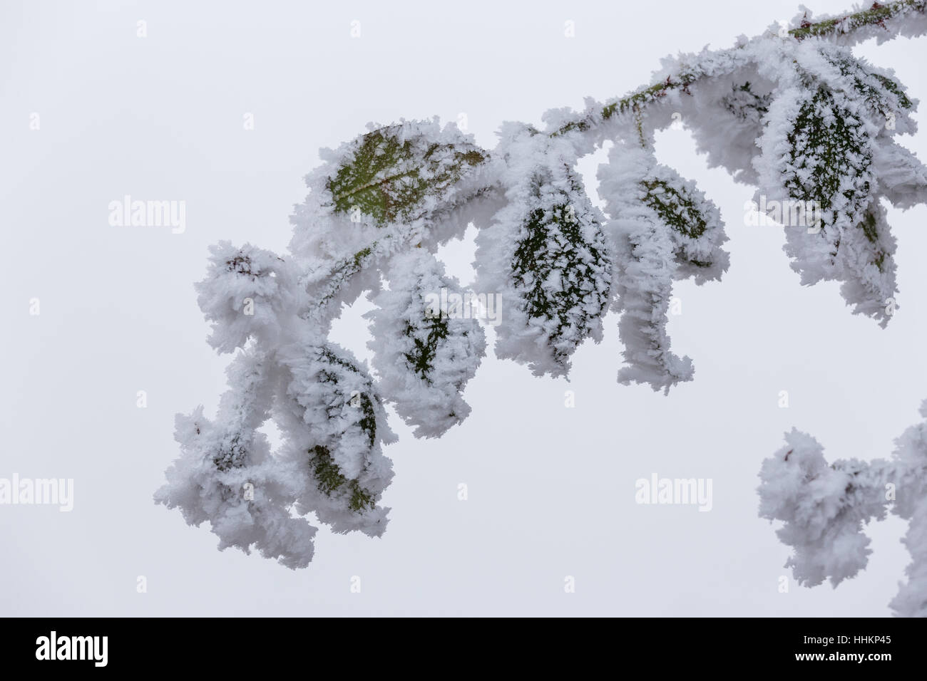Frozen bush on a cloudy, cold day Stock Photo - Alamy