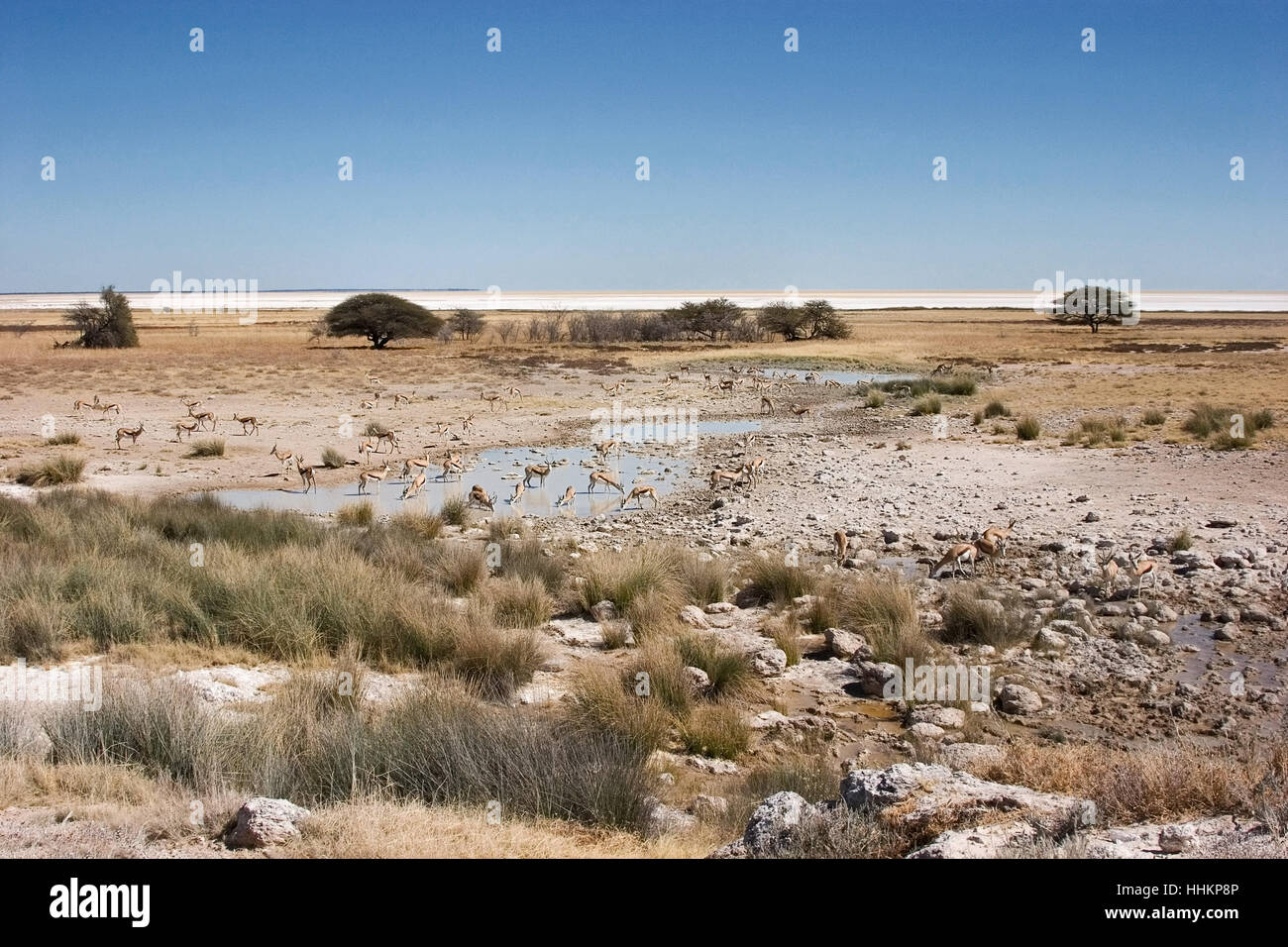 africa, namibia, waterhole, scenery, countryside, nature, legs, travel ...