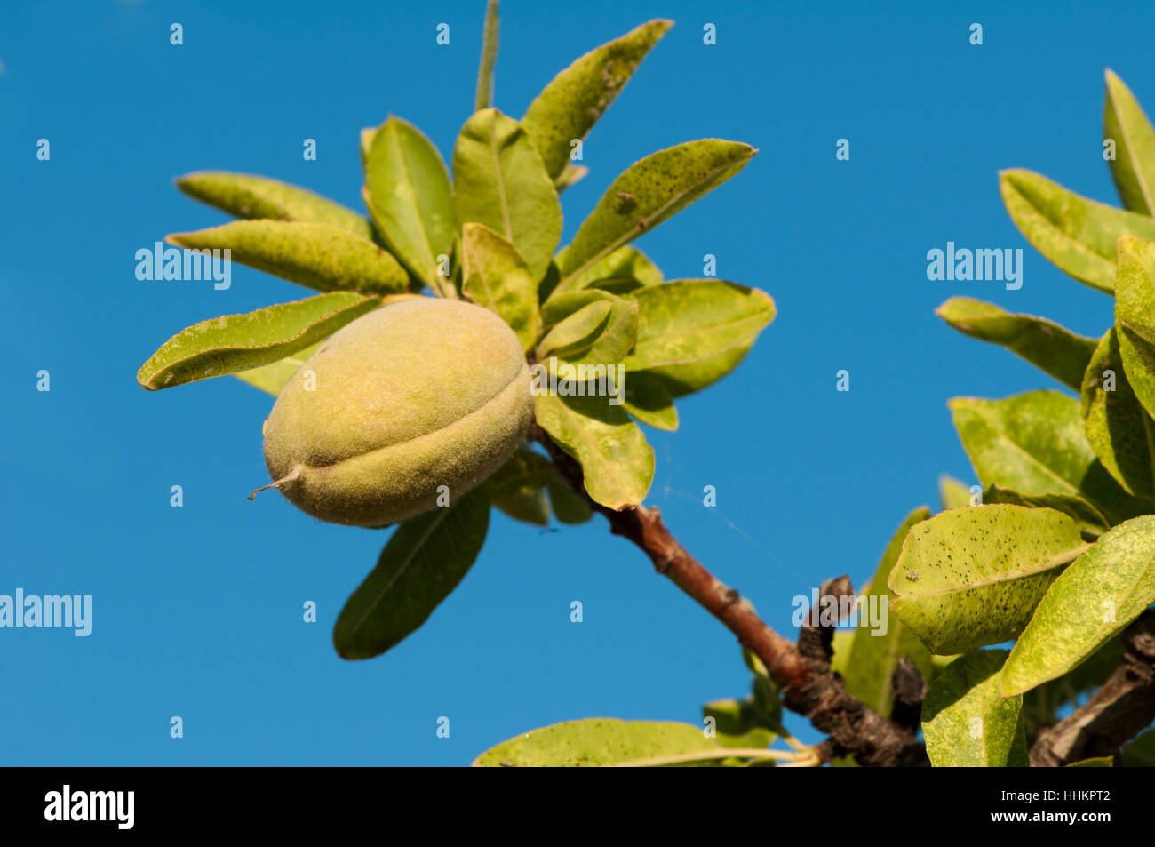 food, aliment, leaf, closeup, tree, garden, leaves, agriculture ...