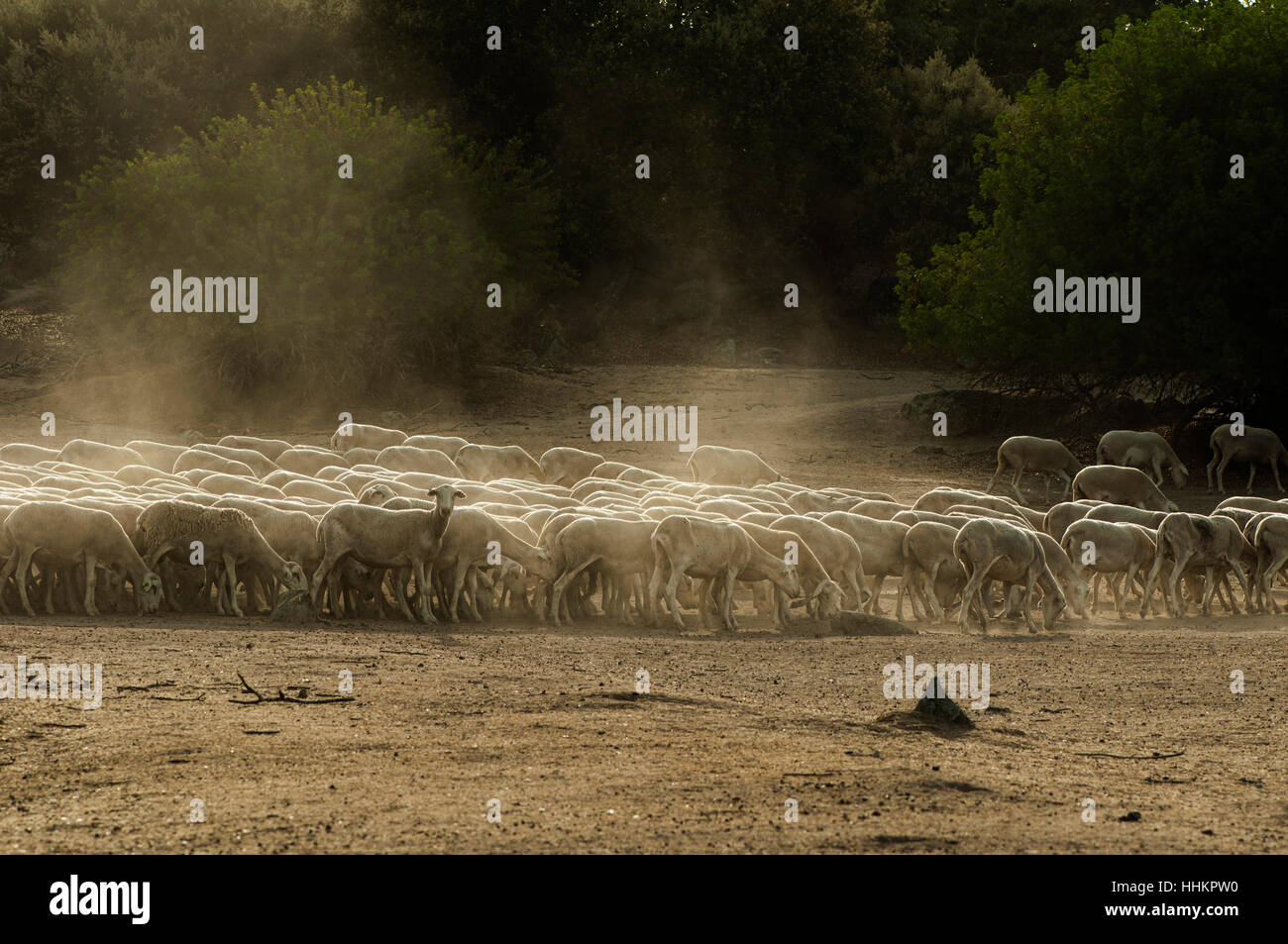 beautiful, beauteously, nice, environment, enviroment, tree, hill ...