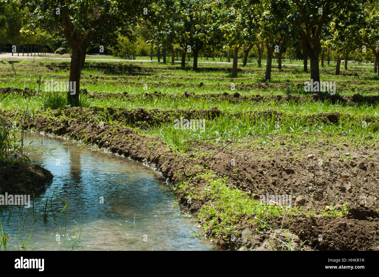 leaf, environment, enviroment, garden, ground, soil, earth, humus ...