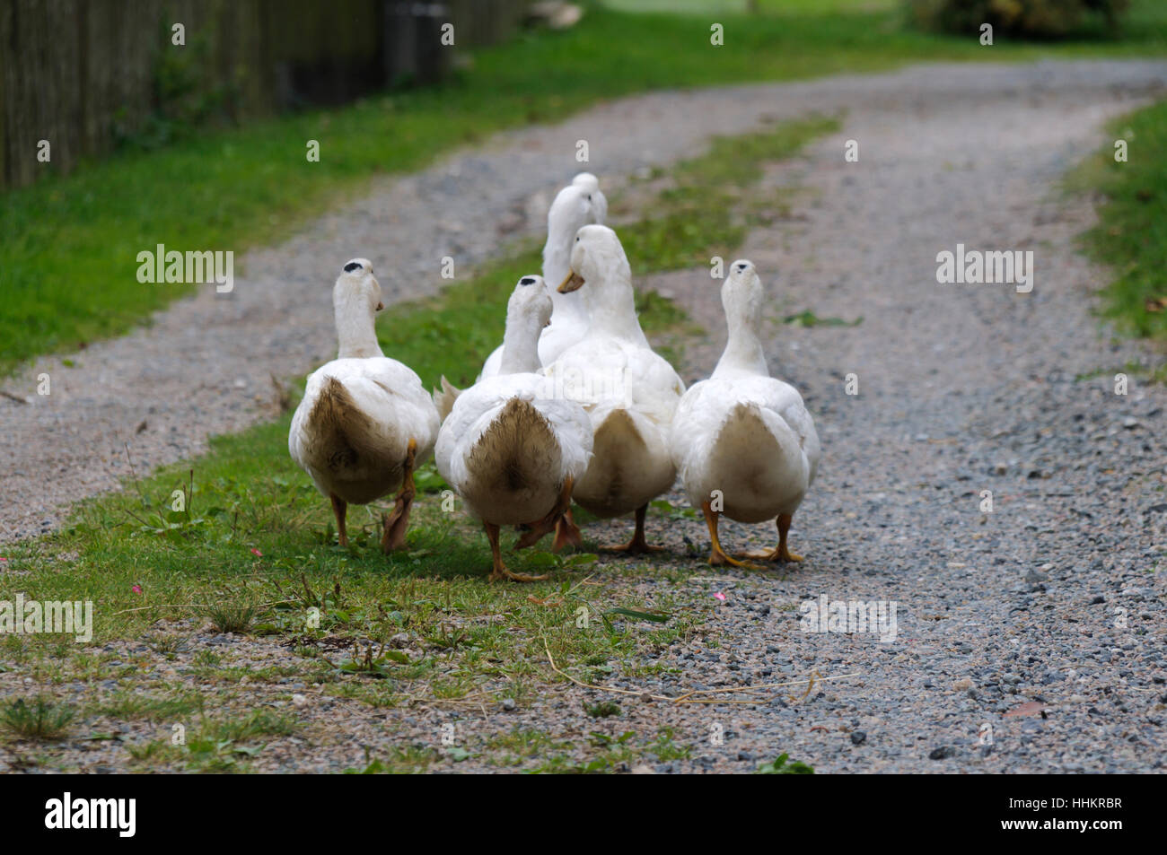 animal, bird, birds, duck, farm, free, group, eco, pet, agriculture ...