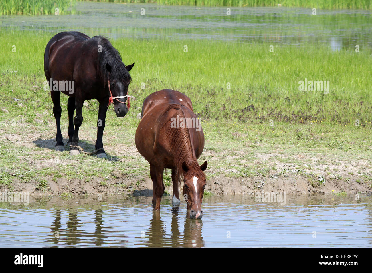 horses drink water in a pond Stock Photo - Alamy