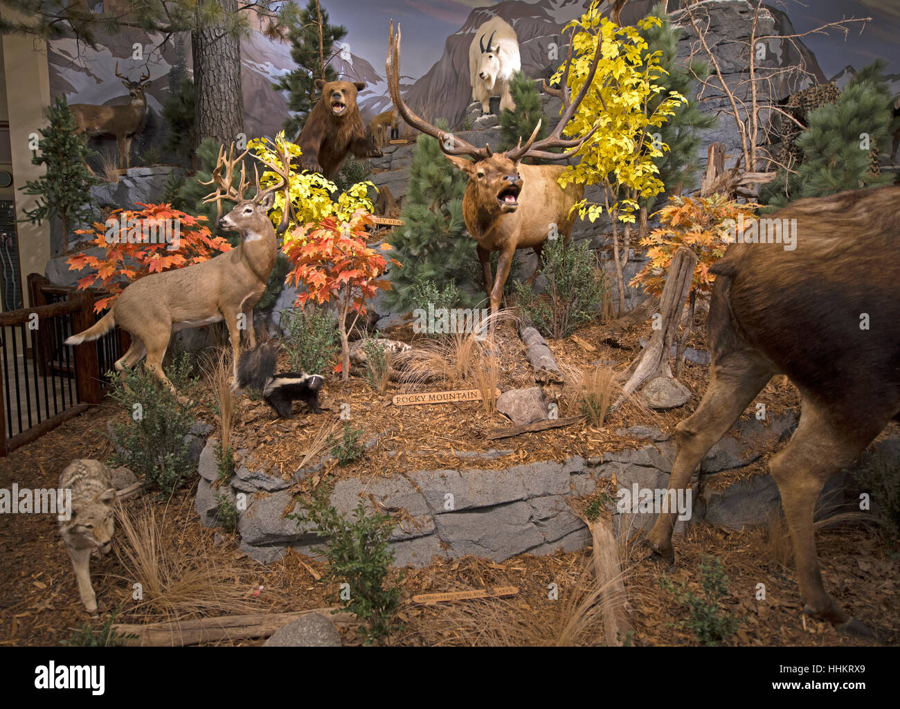 Display of Canadian indigenous animals that have been recorded on ...