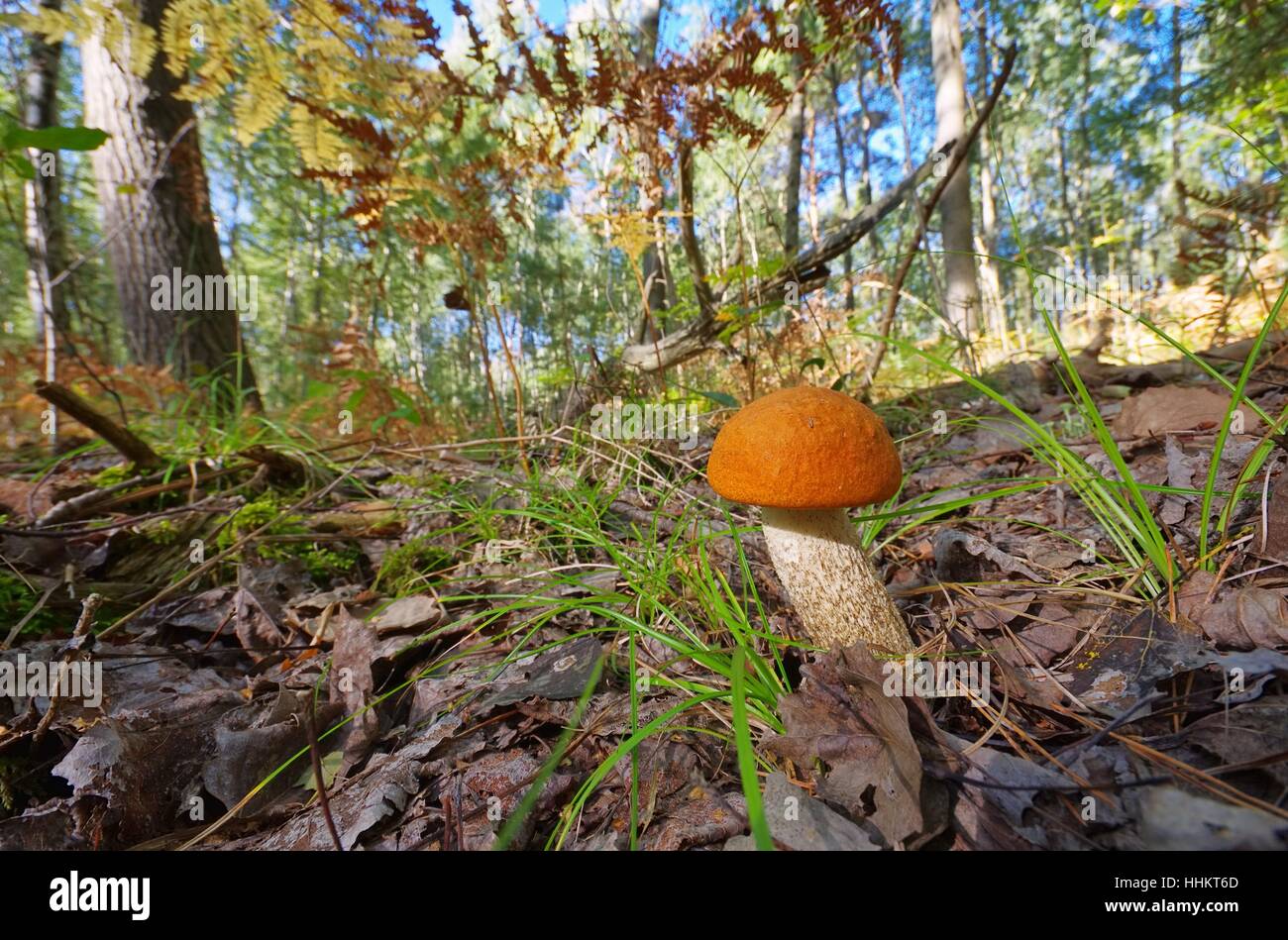 Leccinum quercinum hi-res stock photography and images - Alamy